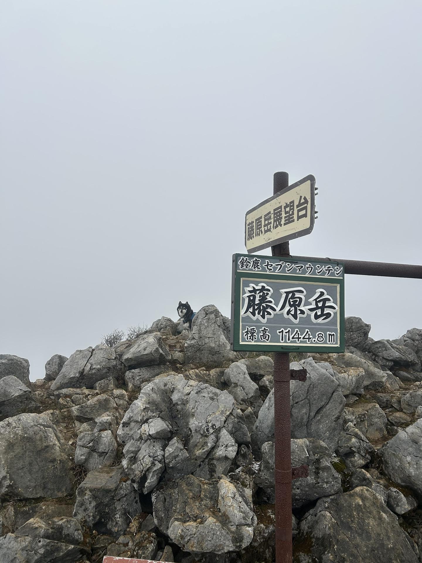 福寿草 寒の戻りで 萎んだわ / Corchanさんの藤原岳・御池岳の活動データ | YAMAP / ヤマップ