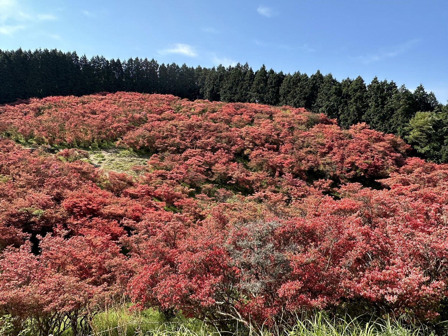 大和葛城山 / Masato Koba-Pさんの金剛山・二上山・大和葛城山の活動データ | YAMAP / ヤマップ