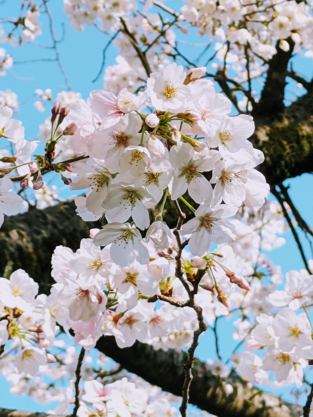 明日からまた菜種梅雨💛🌧が続くっぽい... / ☆futa☆さんのモーメント | YAMAP / ヤマップ