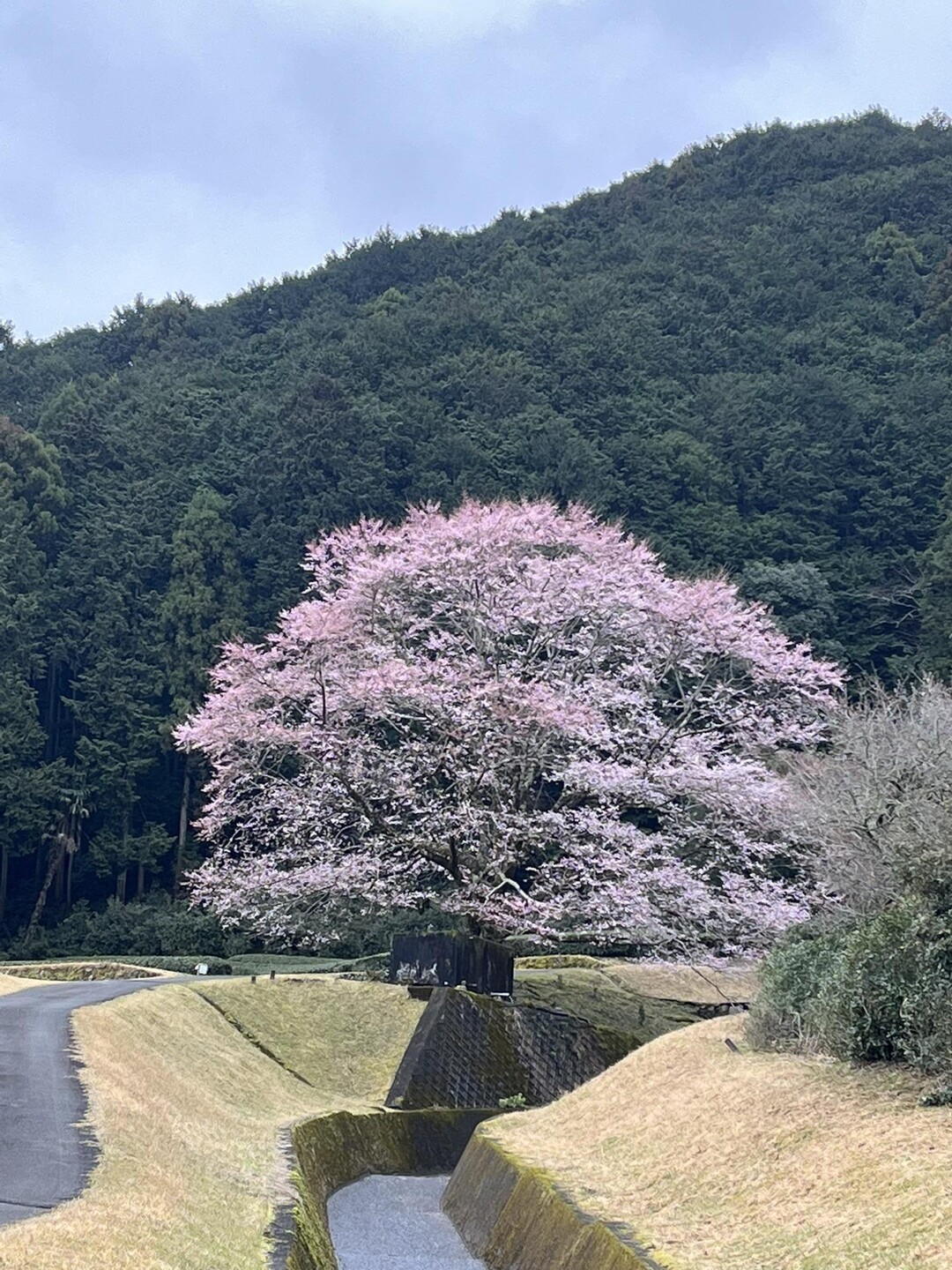 雨が上がったので、娘と美杉へ🚙💨 竹... / 良 ⛩ OKDさんのモーメント | YAMAP / ヤマップ
