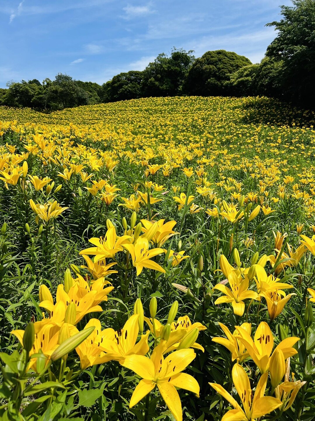 可睡ゆりの園に行ってきました！ 黄色の百... / akeppさんのモーメント | YAMAP / ヤマップ