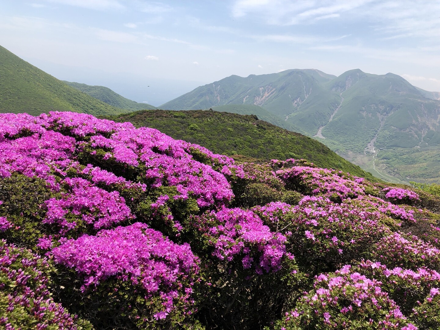 ミヤマキリシマ II 🌺平治岳 / tiroさんの九重山（久住山）・大船山・星生山の活動データ | YAMAP / ヤマップ
