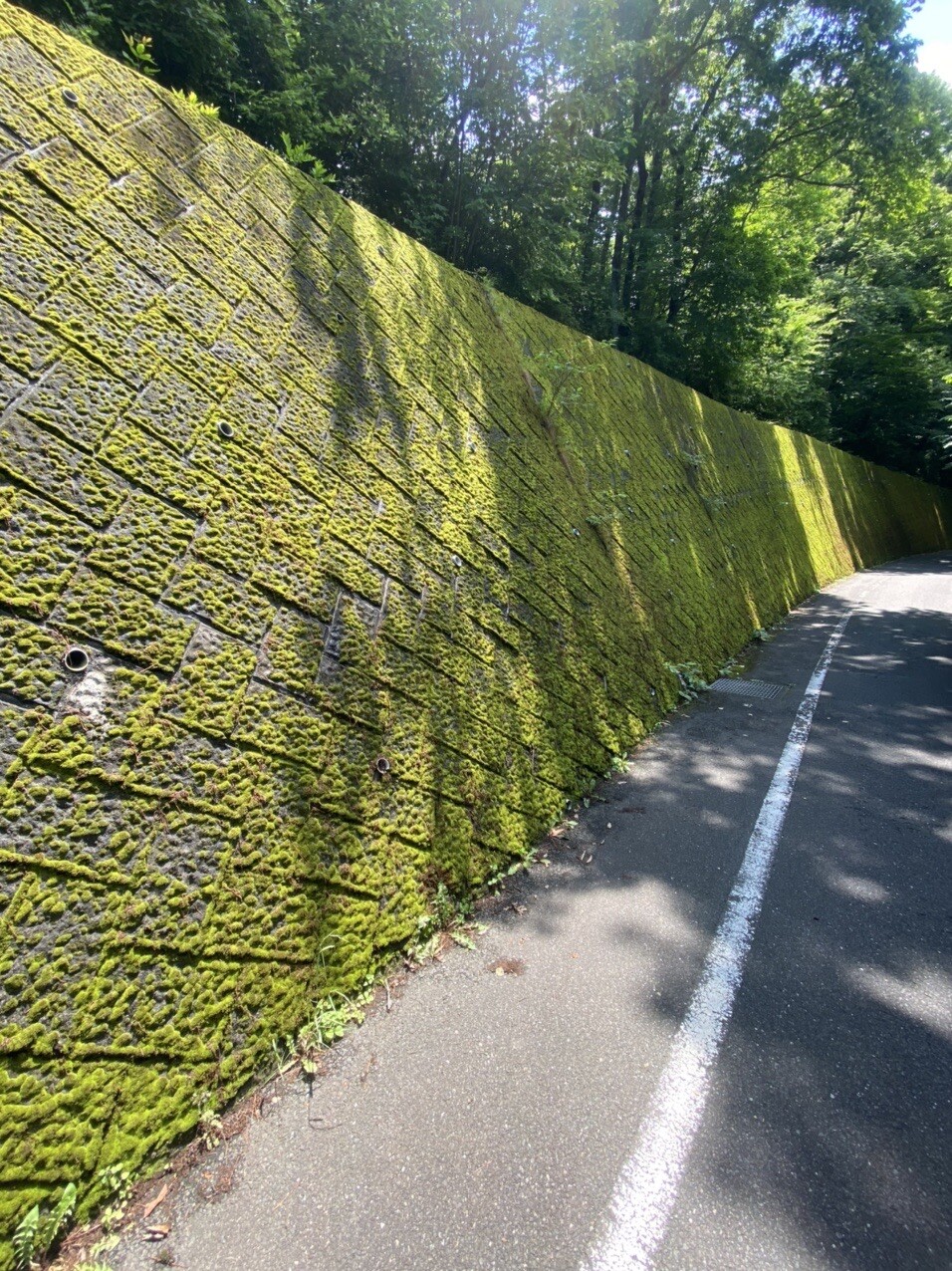 三毳の苔ym / 0327yoshiさんのモーメント | YAMAP / ヤマップ