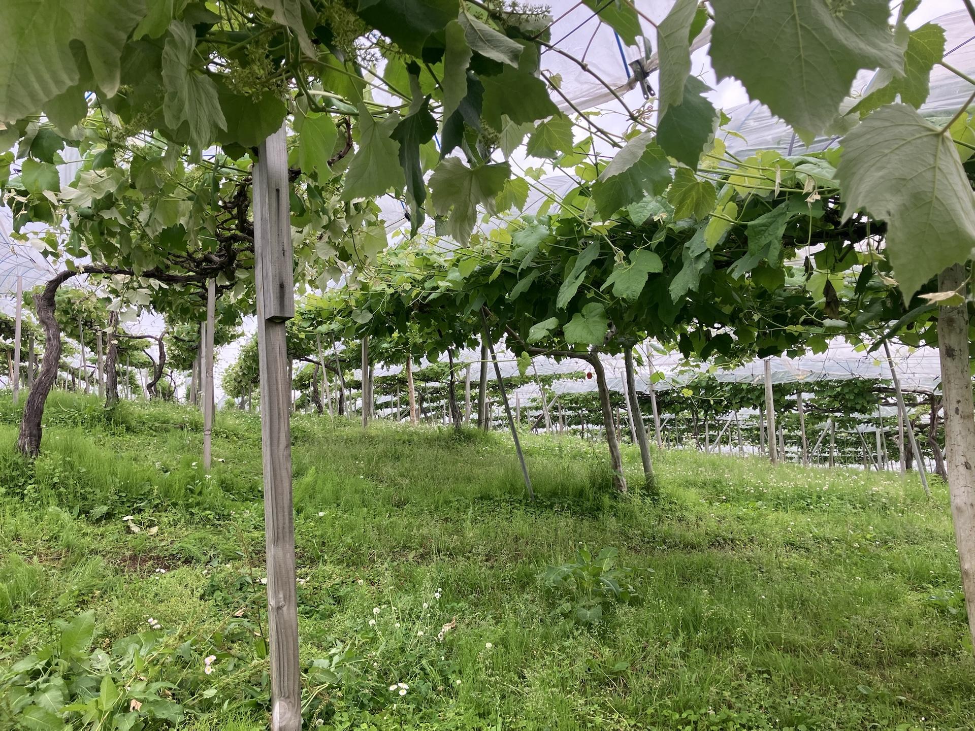 雨にぬれながら葡萄の誘引副スイ切りマキ髭... / さちGさんのモーメント | YAMAP / ヤマップ