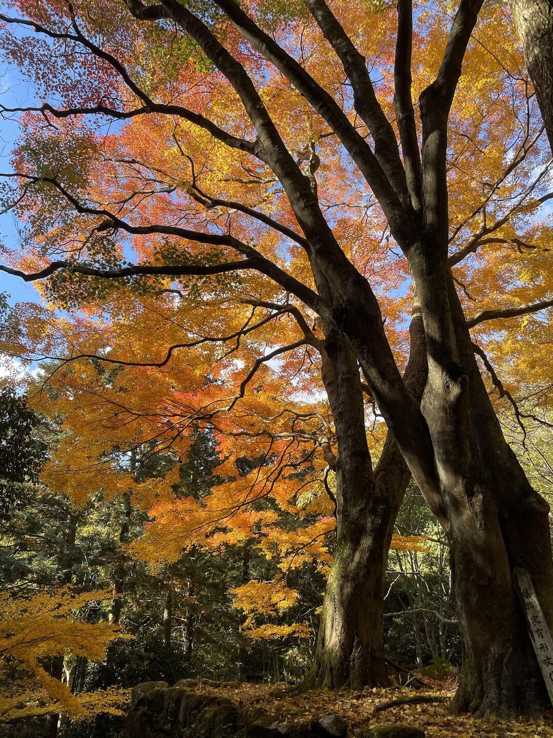 初⭐︎国東半島のお山⛰️不動山・千燈岳 / マイmamaさんの六郷満山（国東半島）の活動データ | YAMAP / ヤマップ