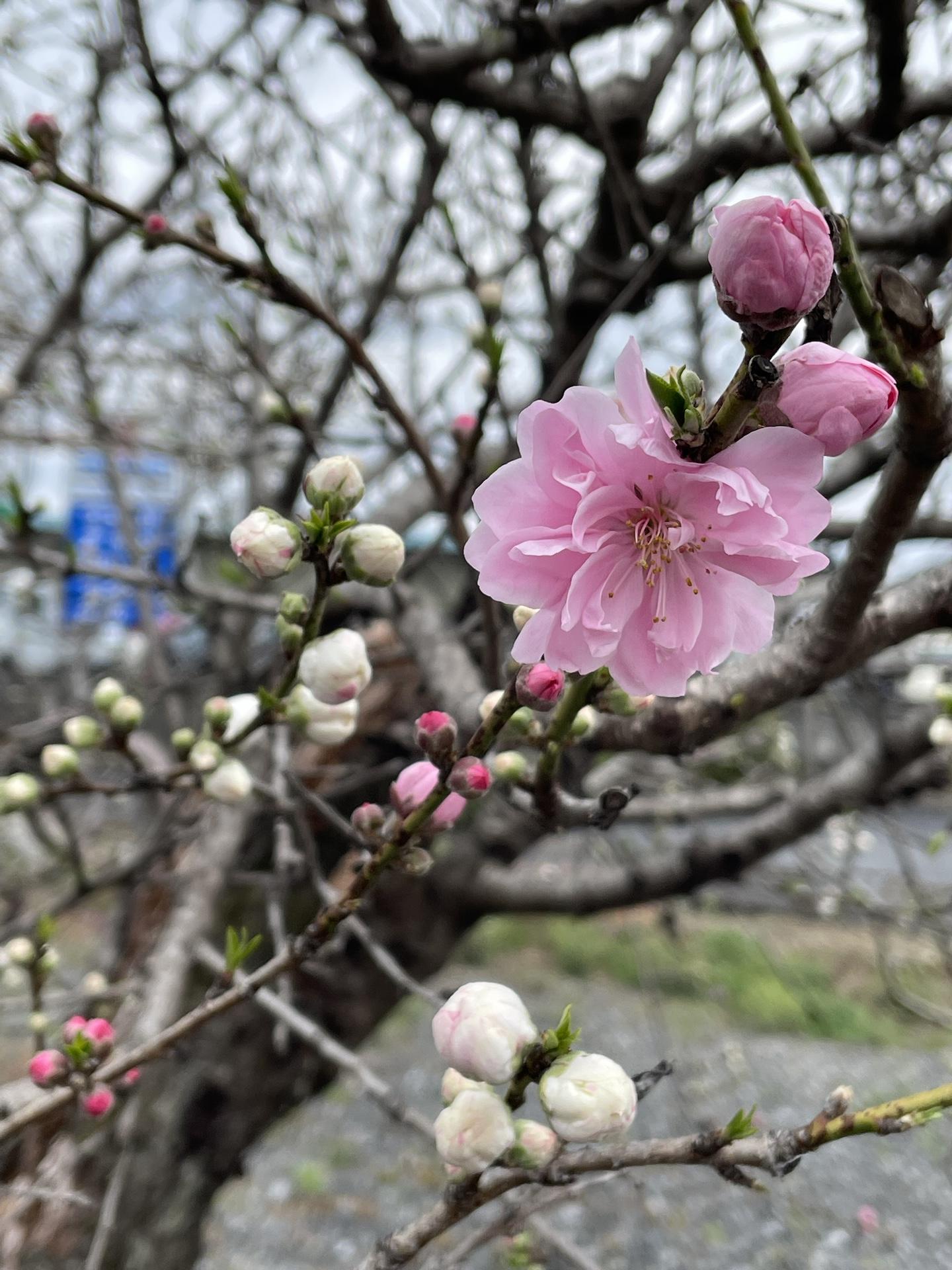 弥生、晦日は花曇り / sibacciさんのヤマノススメ巡礼マップ（天覚山・大高山・子の権現）の活動データ | YAMAP / ヤマップ