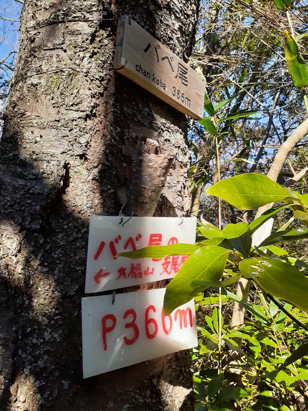 Noriさんの投稿したフィールドメモ | YAMAP / ヤマップ