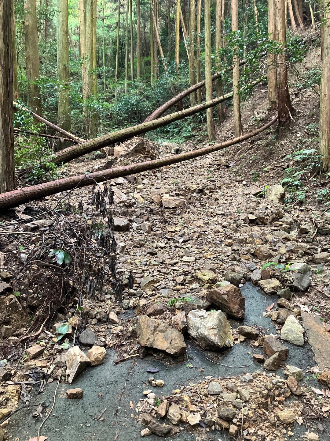 宮路山-2023-09-10 / kieさんの五井山・宮路山・御堂山の活動データ | YAMAP / ヤマップ