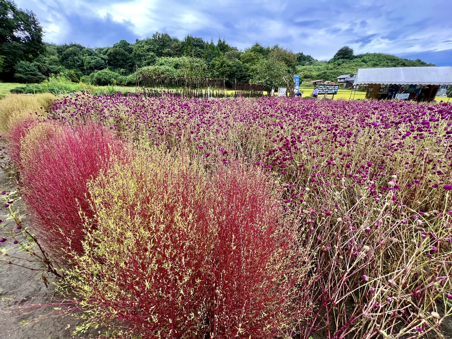 崇台山とうわさのお花畑🌷 / NBさんの崇台山の活動データ | YAMAP / ヤマップ