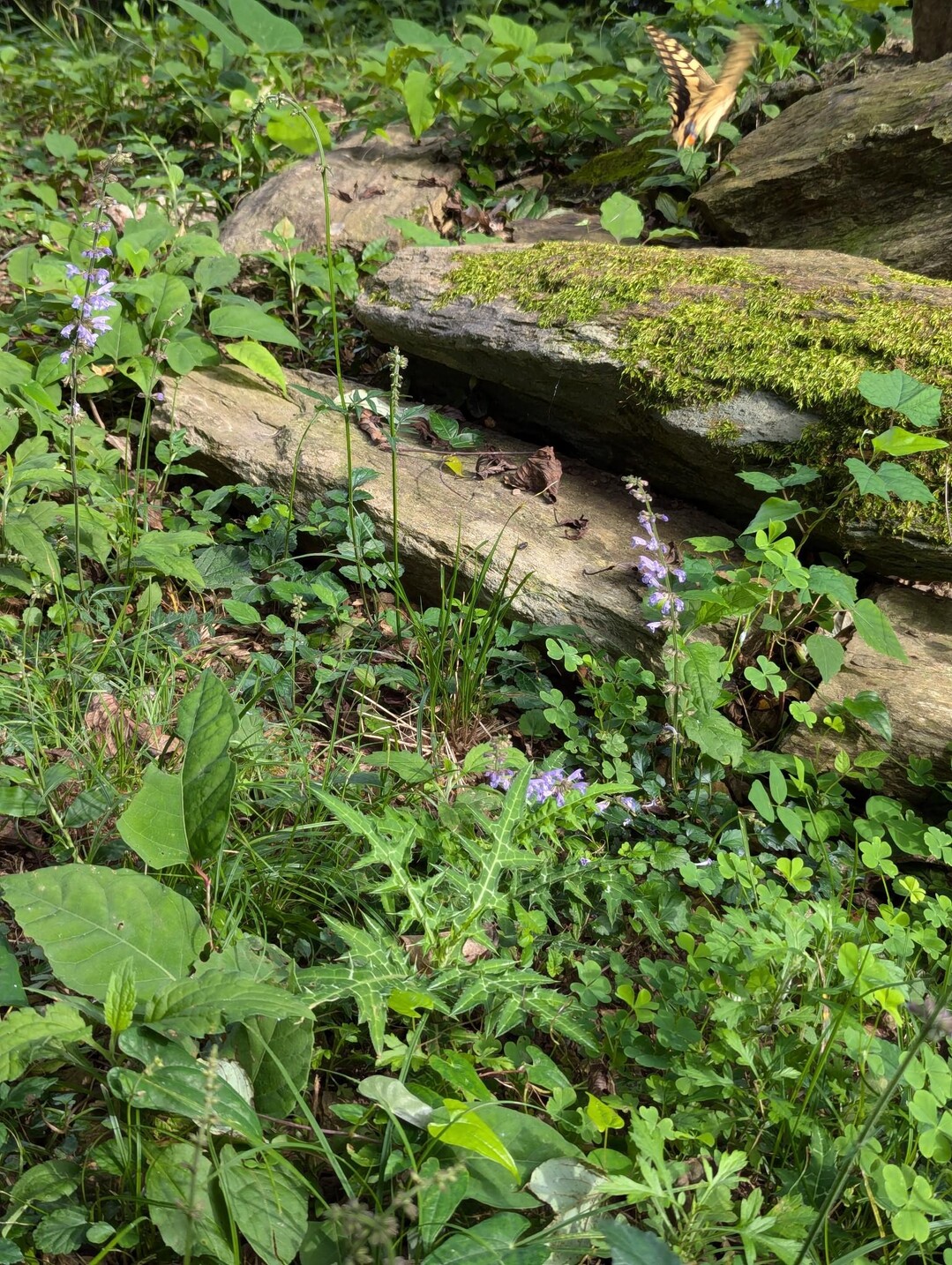 日峰山・芝山 / Explorerさんの芝山の活動データ | YAMAP / ヤマップ