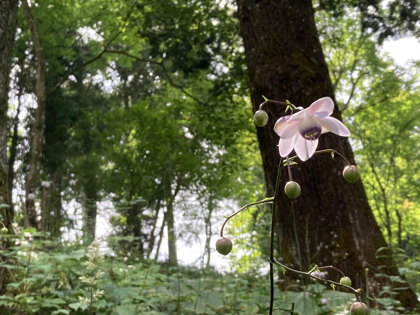 御岳山 / Ok-836さんの大岳山・御岳山・御前山の活動データ | YAMAP / ヤマップ