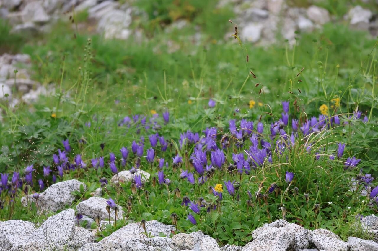 Midnight Blueのページ | YAMAP / ヤマップ