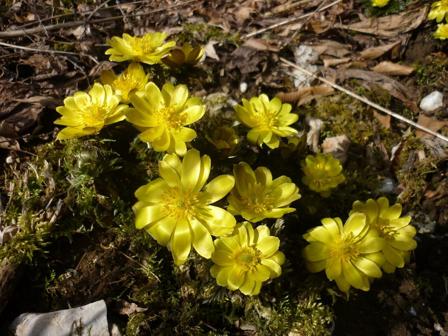 岩宇土山（八代市） / Ryu 🐉さんの岩宇土山・白鳥山・銚子笠の活動データ | YAMAP / ヤマップ