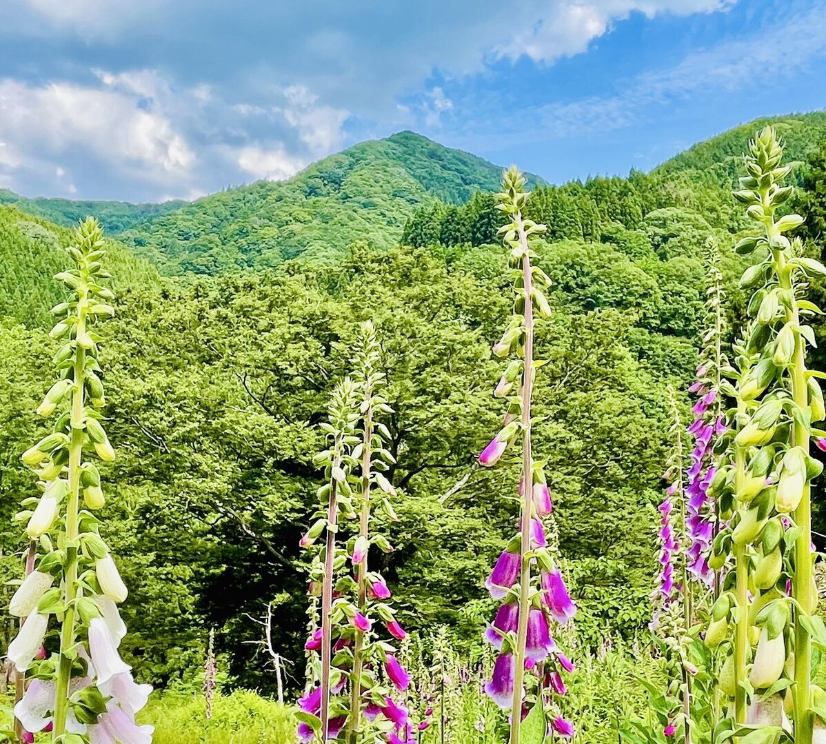 ブナ林が綺麗な「白菅山」・予期せぬ出会い😊 / kei.keiさんの蘇武岳の活動データ | YAMAP / ヤマップ