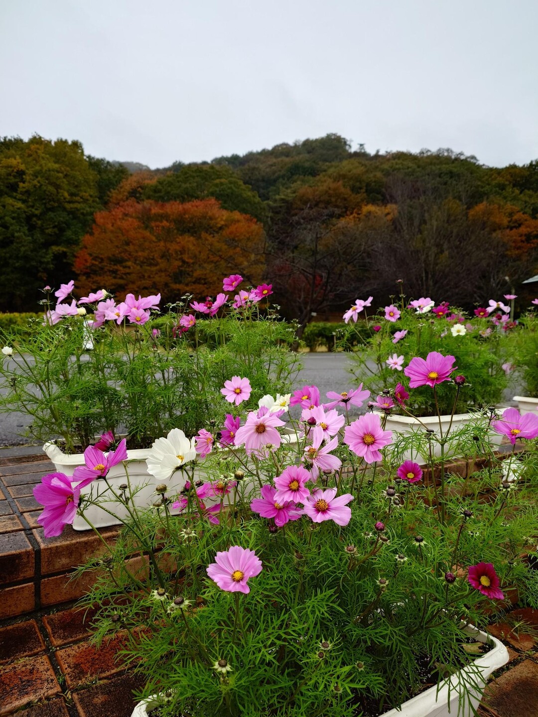 中岳・三毳山（青竜ヶ岳） / fuji loveさんの三毳山の活動データ | YAMAP / ヤマップ