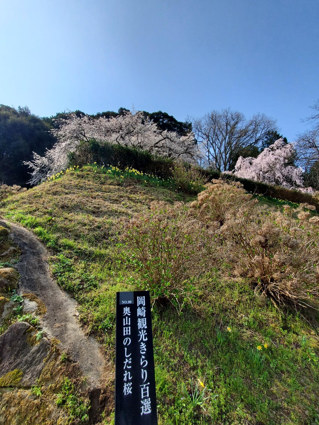 満開🌸🌸🌸の奥山田の枝垂れ桜を見た... / airiskochanさんのモーメント | YAMAP / ヤマップ