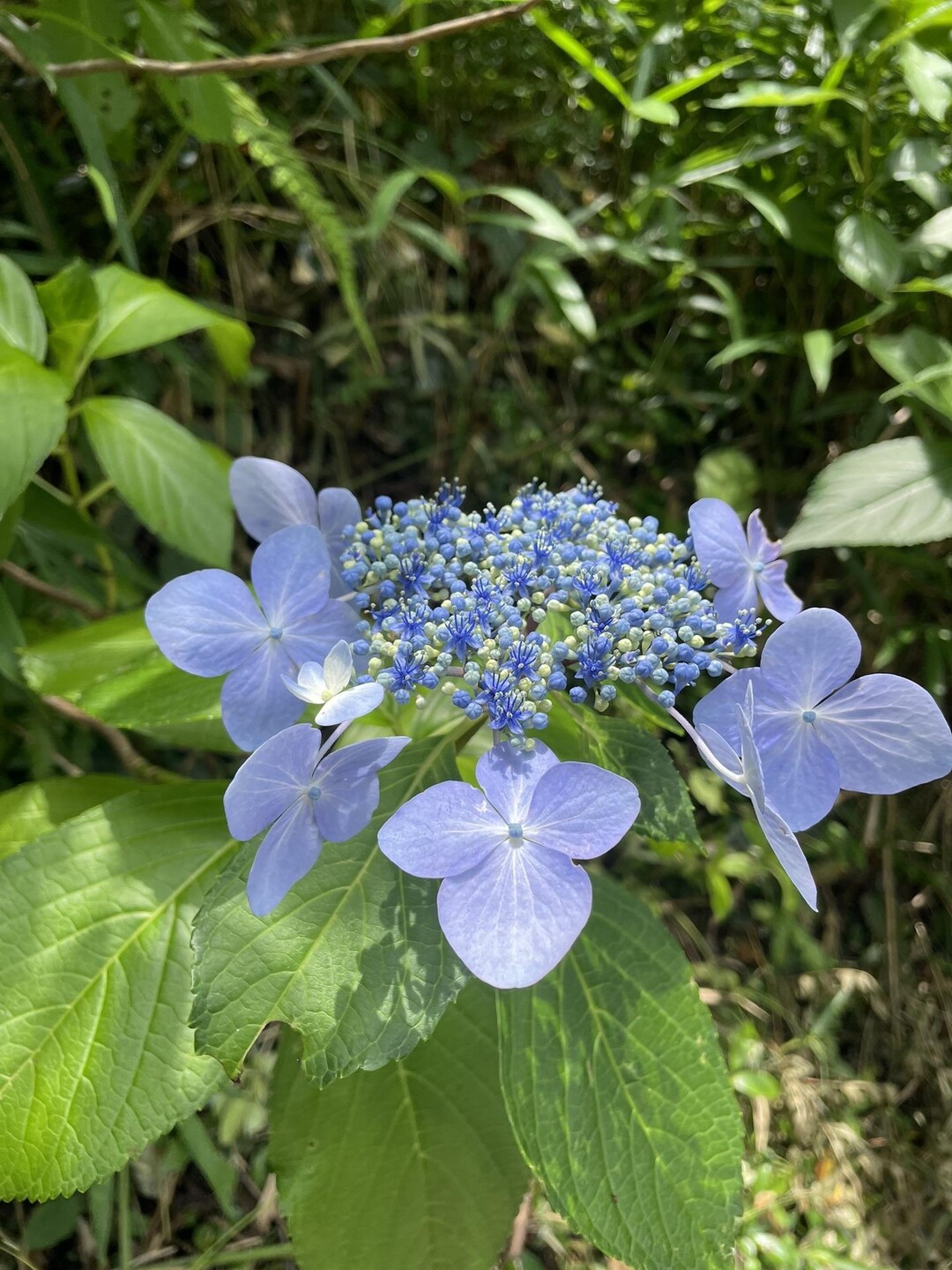 2回目 新緑と紫陽花の二上山 / kooさんの金剛山・二上山・大和葛城山の活動データ | YAMAP / ヤマップ