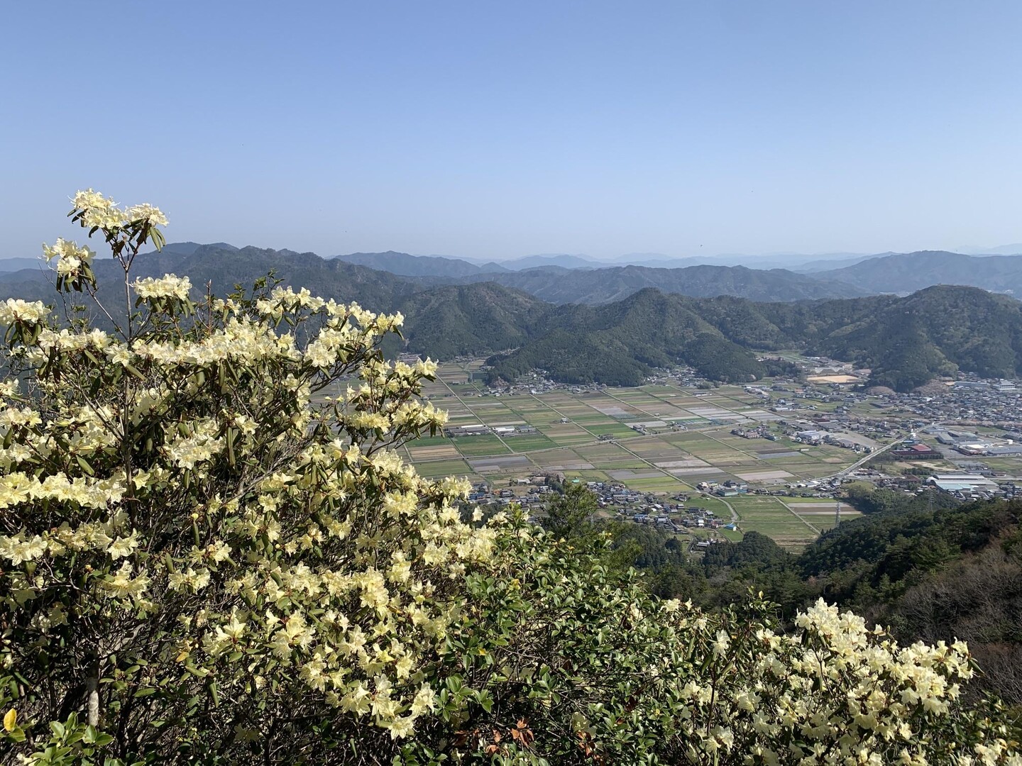 ヒカゲツツジの向山連山＋ピークハント / nonpui(ノンプイ)さんの向山・清水山の活動データ | YAMAP / ヤマップ