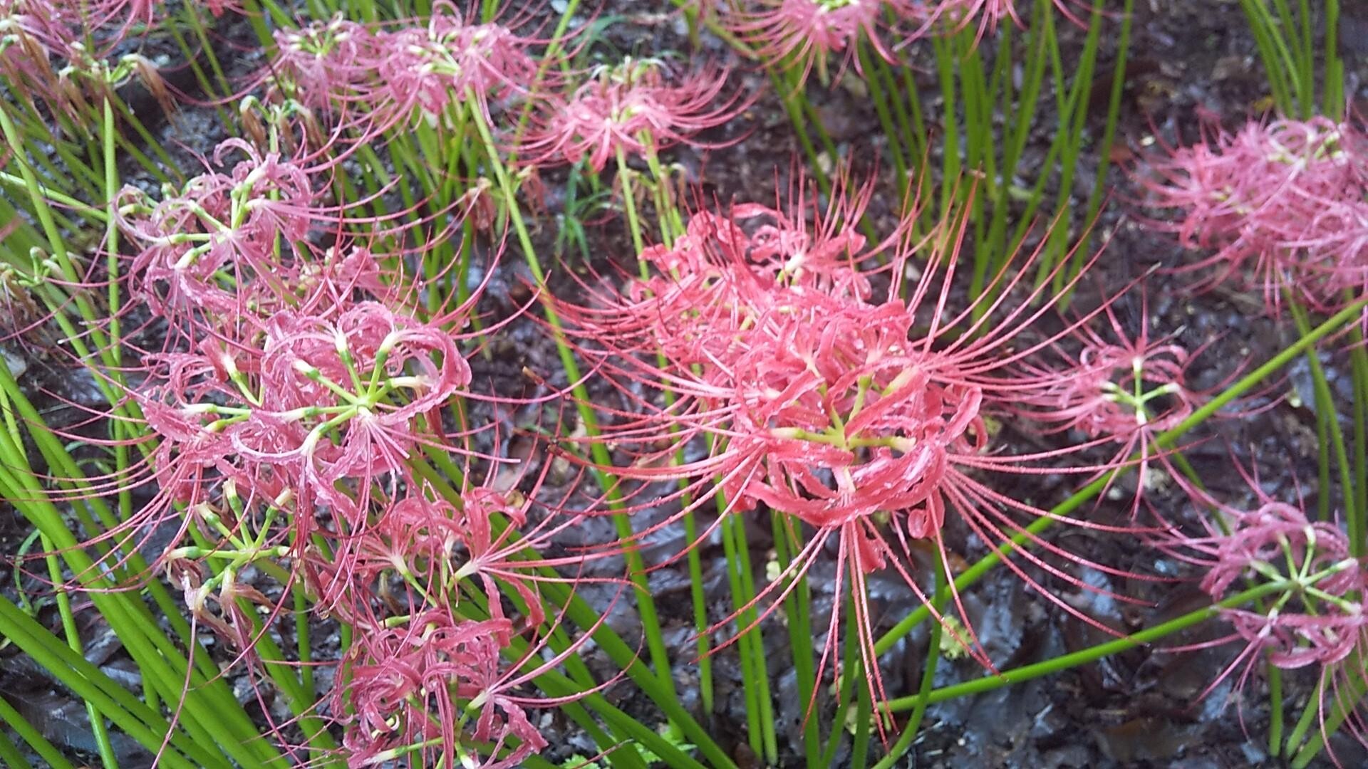 モーメント投稿させていただきます。 日高... / くろだまさんのモーメント | YAMAP / ヤマップ