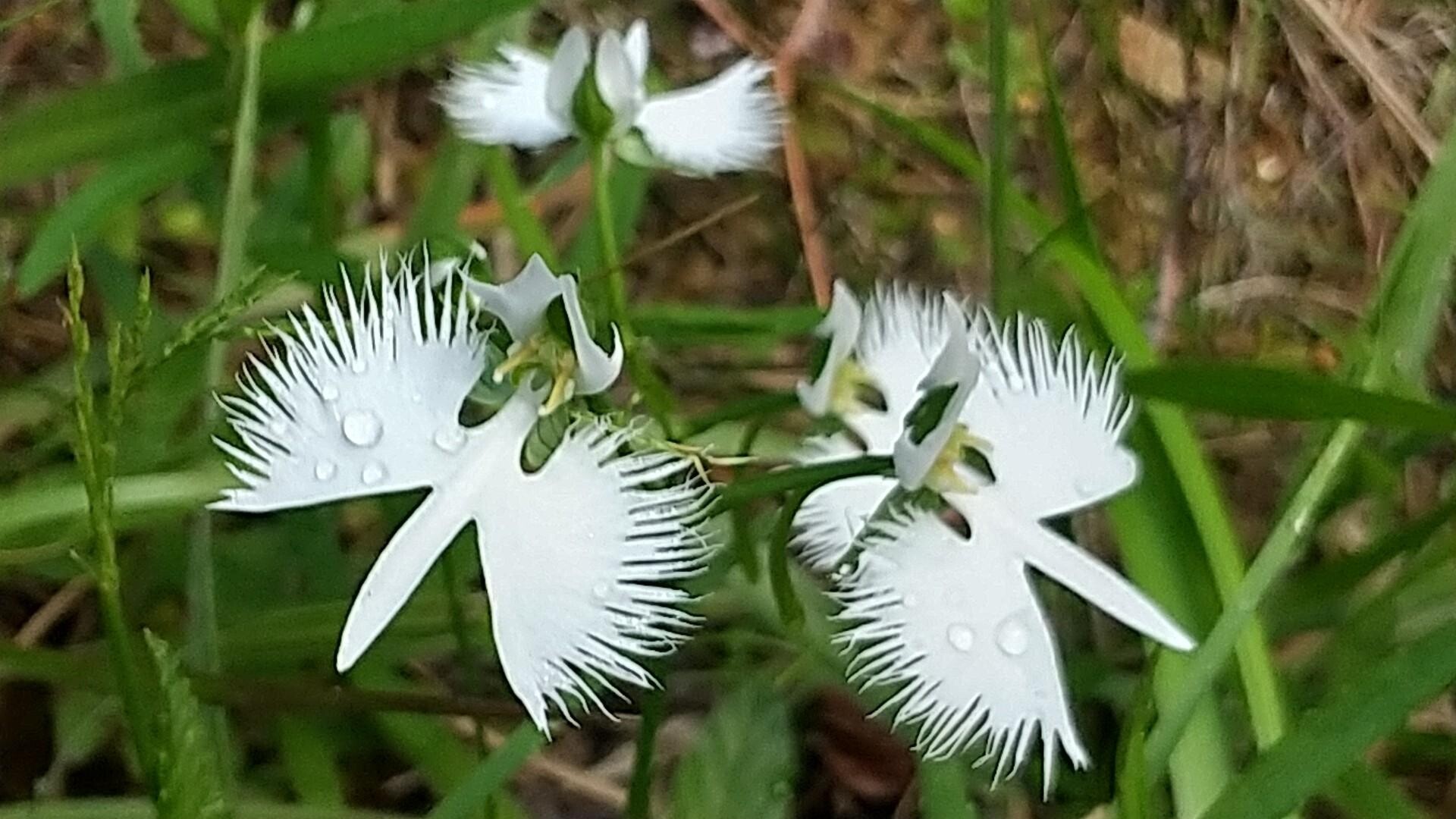 鷺草 白鷺がホントに飛んでいるかのよう... / sumiさんのモーメント | YAMAP / ヤマップ