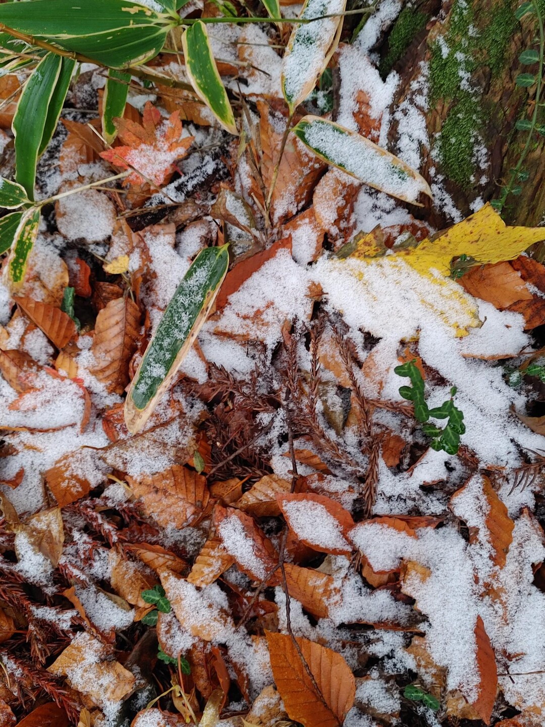 金剛山登山-2024-11-19 / MKSさんの登山の活動データ | YAMAP / ヤマップ