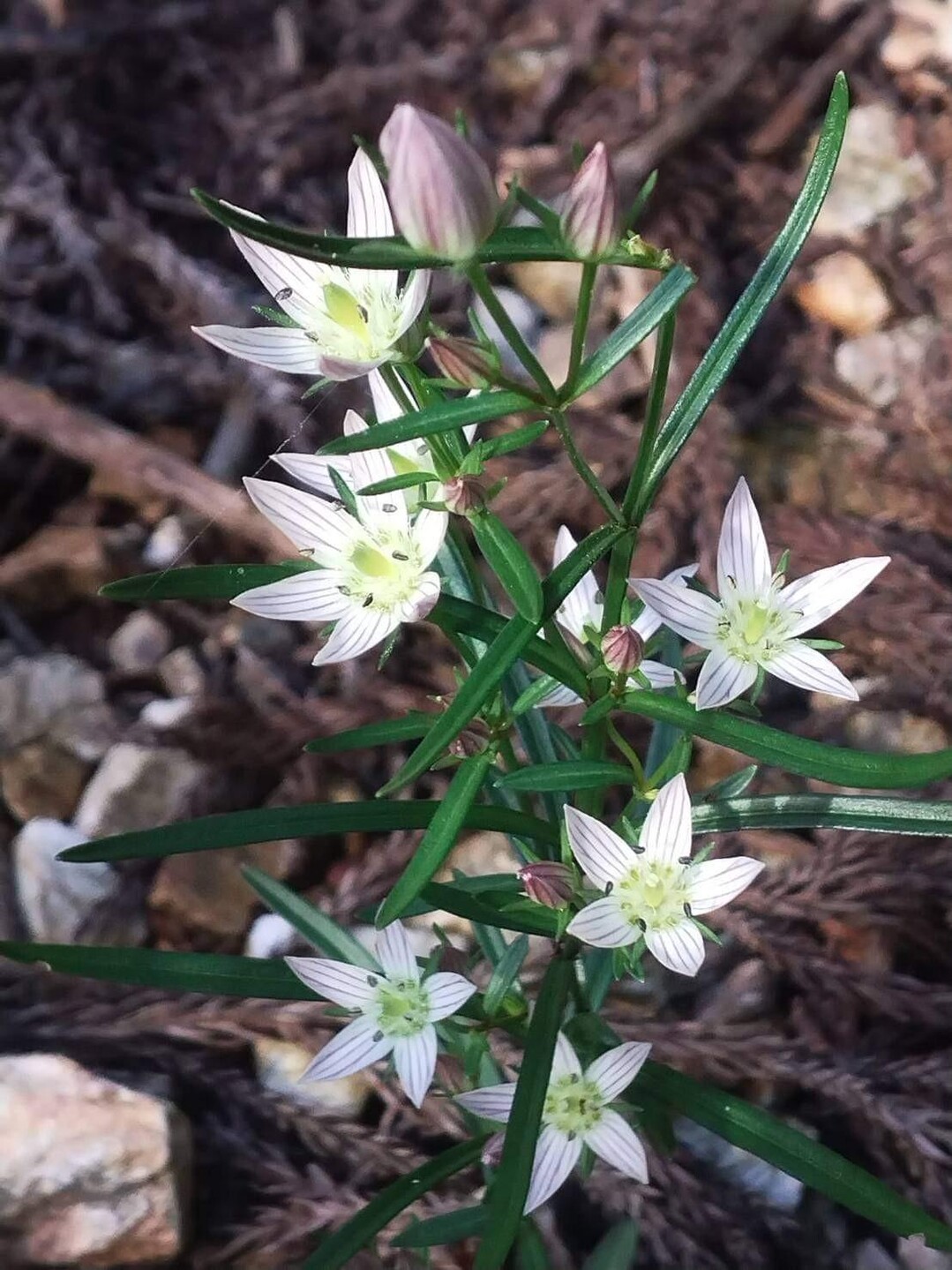 【千振】＠愛宕山 🎵 千振の薄紫に日... / kyoyamaさんのモーメント | YAMAP / ヤマップ