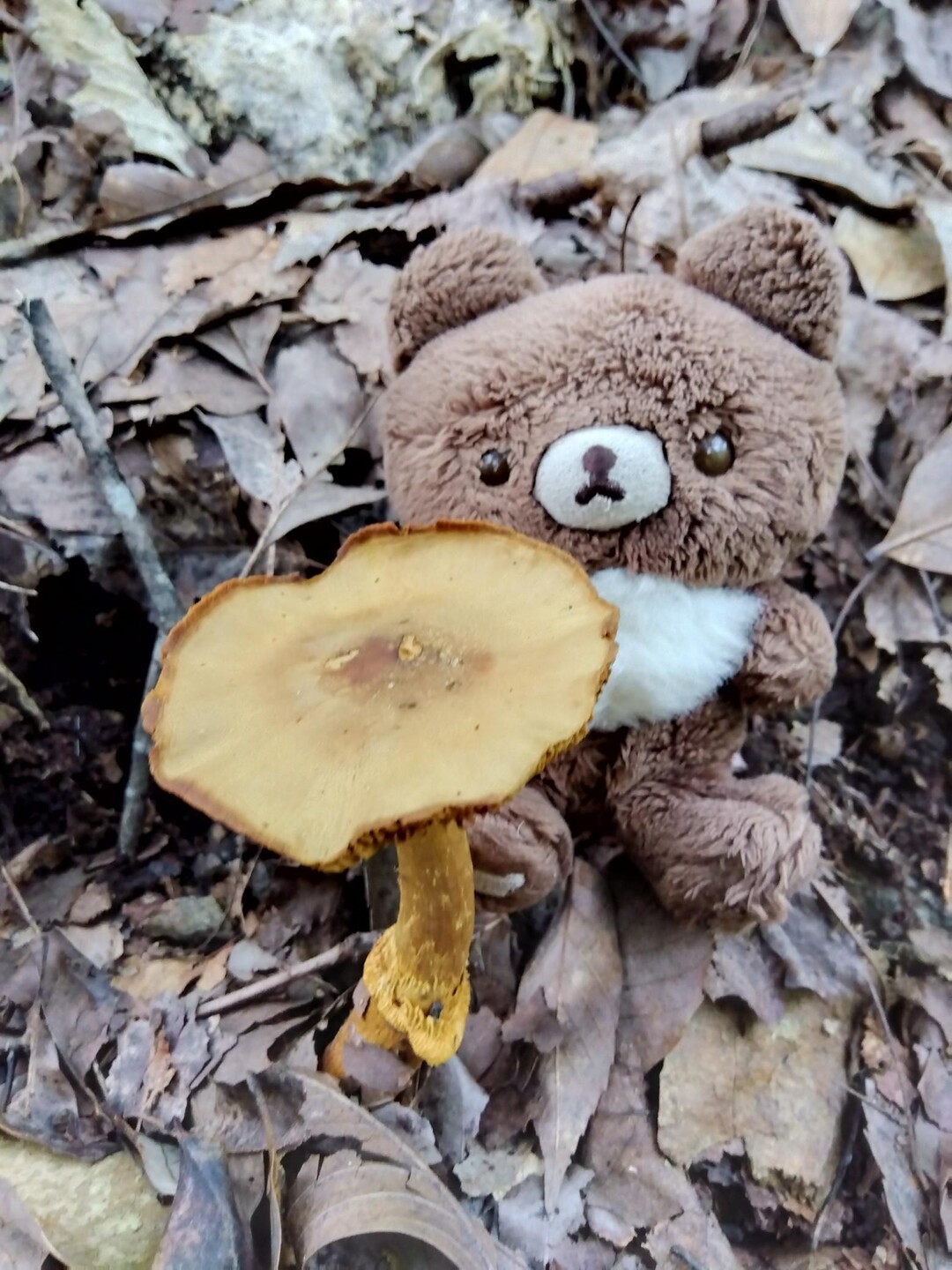 🍄とTwo Shot撮影しました / スイさんのモーメント | YAMAP / ヤマップ