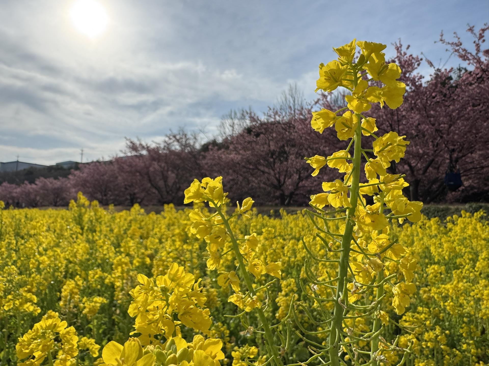 浜松市の「東大山河津桜🌸」と「大草山 ... / ビーグルっちさんのモーメント | YAMAP / ヤマップ