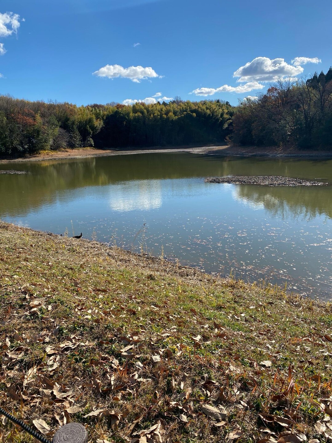おんか山・根岳・ロバの背山・親鸞山 / papa^_^さんの根岳・親鸞山の活動データ | YAMAP / ヤマップ