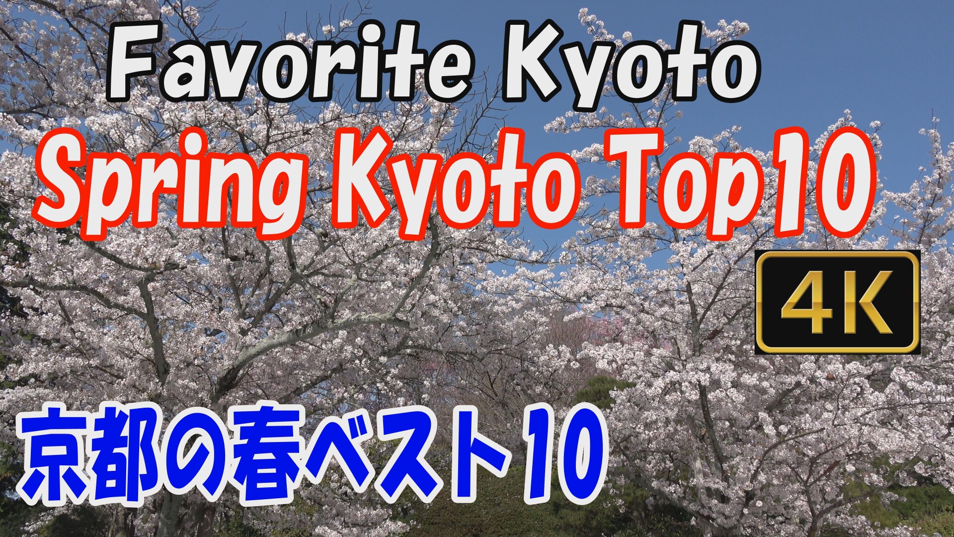 いよいよ京都も🌸桜満開 。過去の動画集... / CAT MINISTERさんのモーメント | YAMAP / ヤマップ