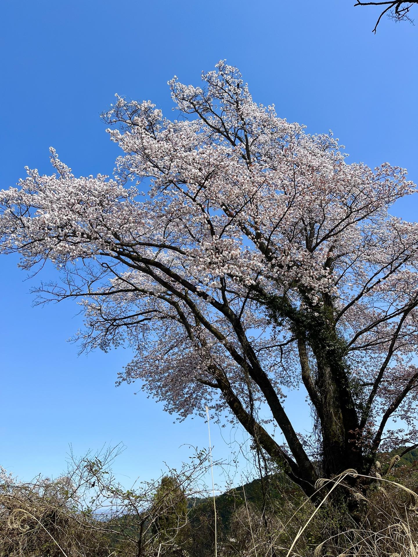 桜満開🌸南高尾セブンサミッツ / るみいさんの高尾山・陣馬山・景信山の活動日記 | YAMAP / ヤマップ