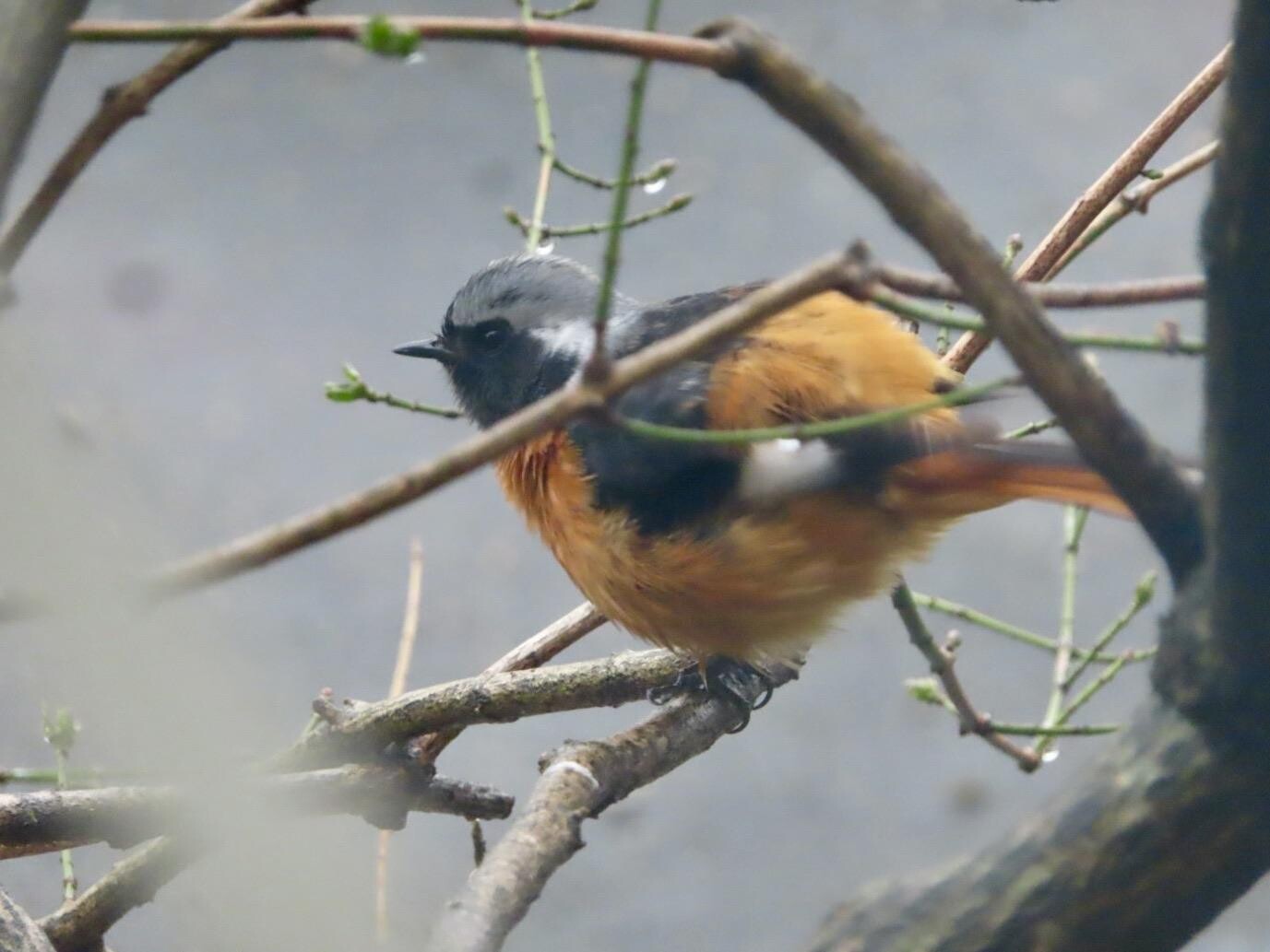 自宅の窓から野鳥観察 第24弾 3月2... / otaksaさんのモーメント | YAMAP / ヤマップ