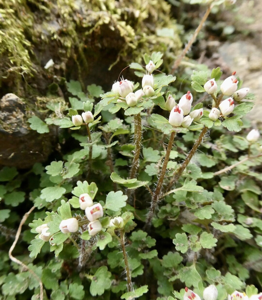 小下沢林道、ザリクボでネコノメソウ4点セ... / skipさんのモーメント | YAMAP / ヤマップ