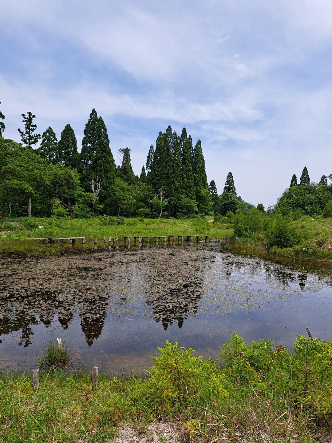 比良山地～前山・武奈ヶ岳・コヤマノ岳-2023-06-18 / Leo.sさんの比良山地・武奈ヶ岳・釈迦岳の活動データ | YAMAP / ヤマップ