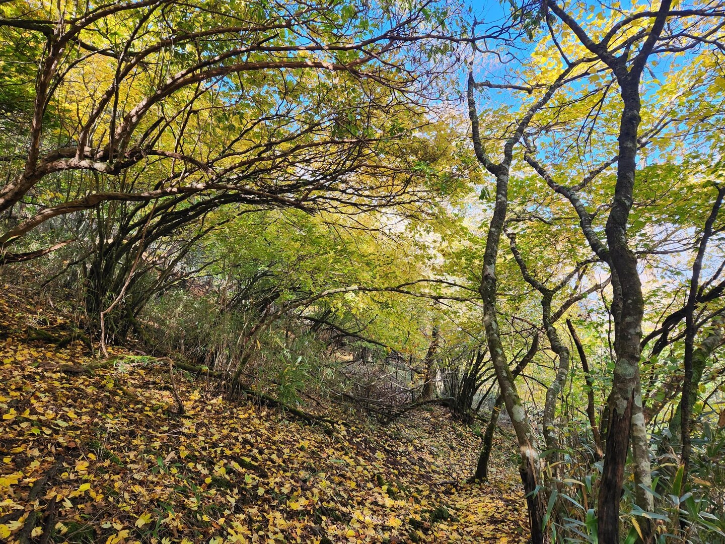 平家平・冠山 / 𝕐𝕦𝕕𝕒𝕚さんの笹ヶ峰・寒風山・平家平の活動データ | YAMAP / ヤマップ
