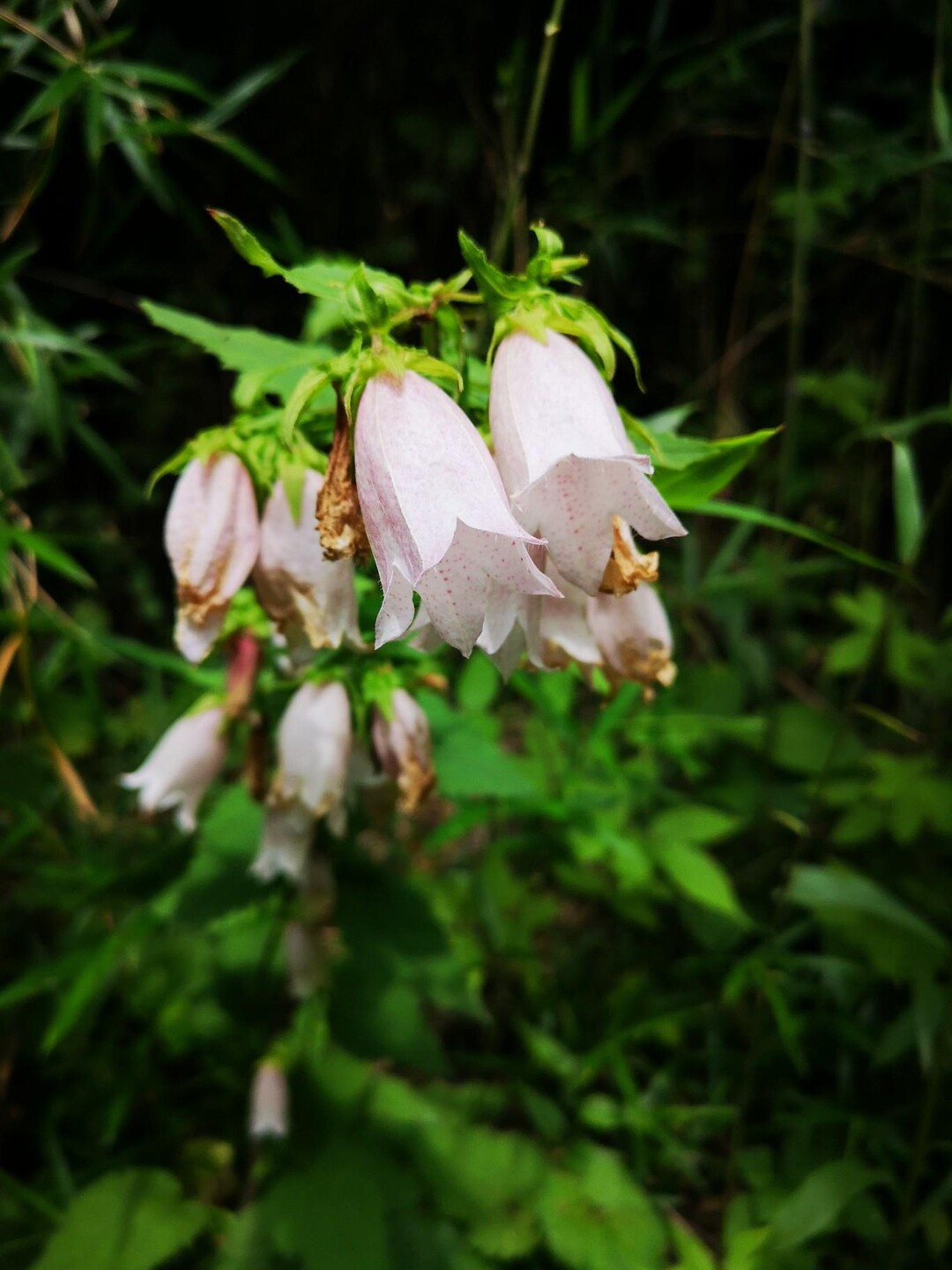 南郷上ノ山公園から森戸川源流を往復（二子山）2023-06-21 / tarouさんの三浦アルプス・二子山・仙元山の活動データ | YAMAP / ヤマップ