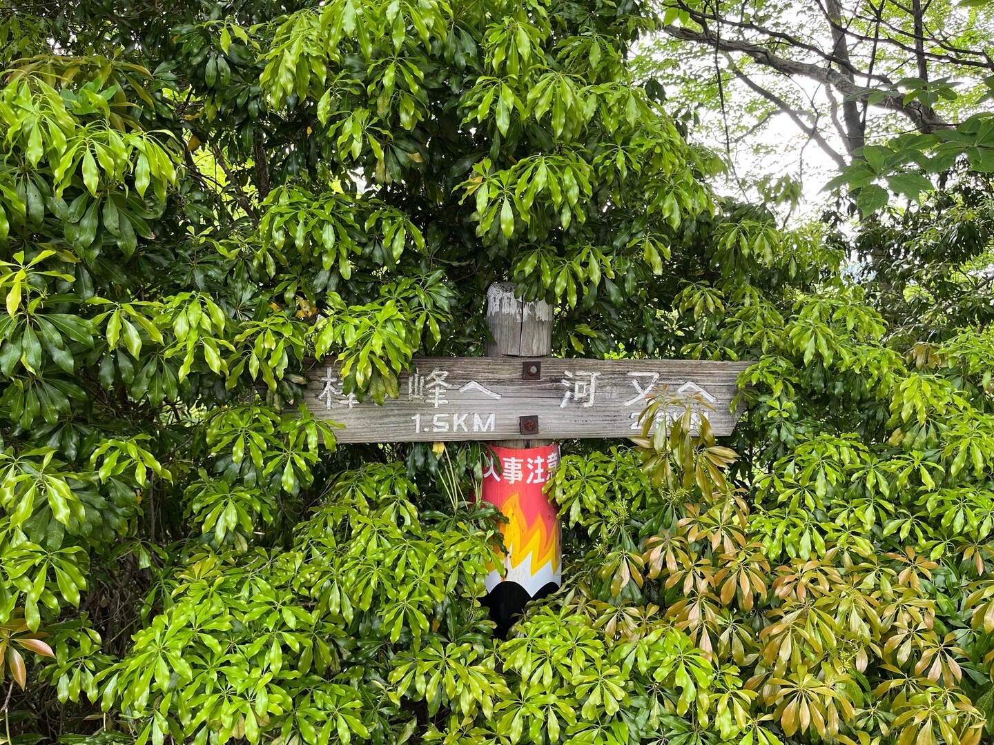 棒ノ嶺（棒ノ折山） / teiiiineさんの棒ノ折山（棒ノ嶺）の活動データ | YAMAP / ヤマップ