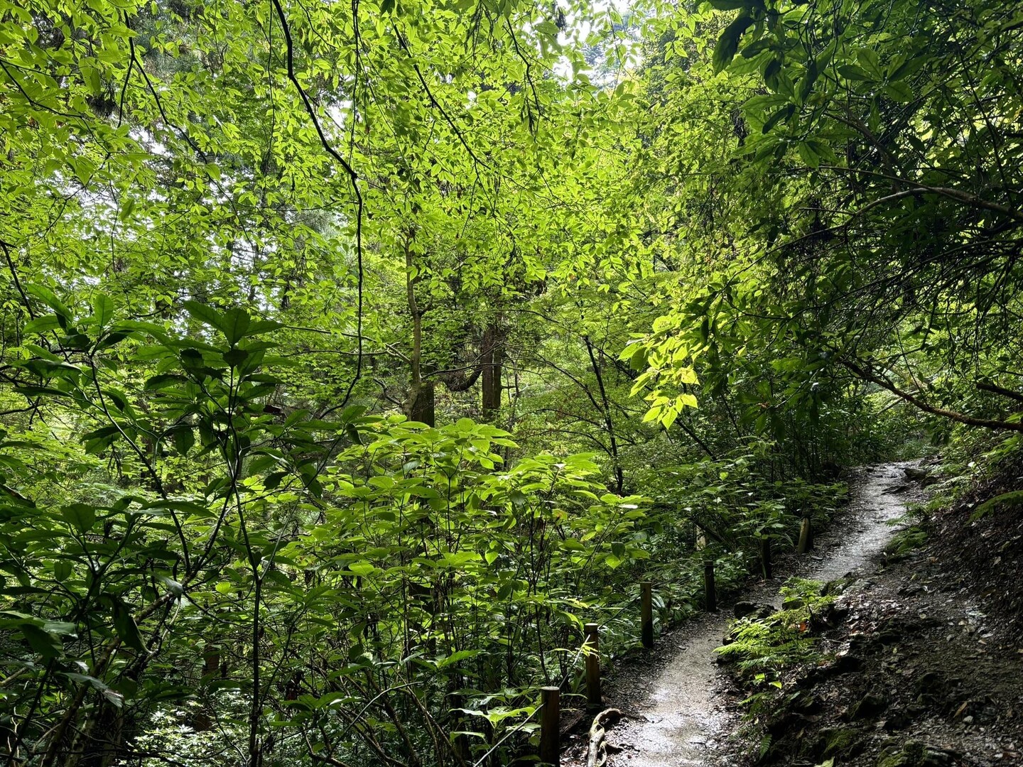 三たび高尾山（599m）おのぼりさん。 / ひできさんの高尾山・陣馬山・景信山の活動データ | YAMAP / ヤマップ