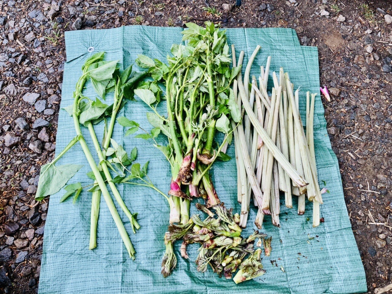 場所は。。🤫 ボウナ ウド フキ タラ... / 2525bbさんのモーメント | YAMAP / ヤマップ