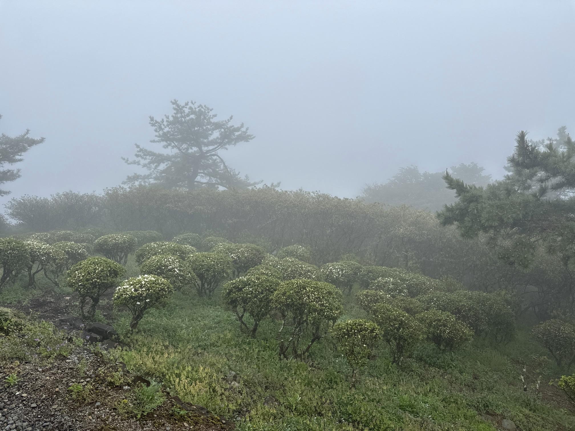 弥高山 / m-ohmiさんの弥高山の活動データ | YAMAP / ヤマップ