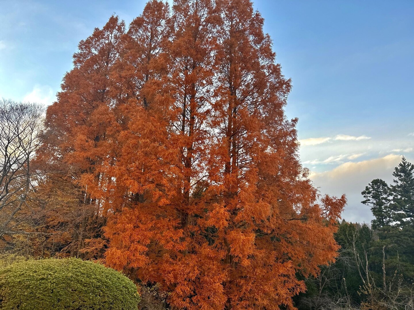 県民の森 チラッと / ischanさんのウォーキングの活動データ | YAMAP / ヤマップ