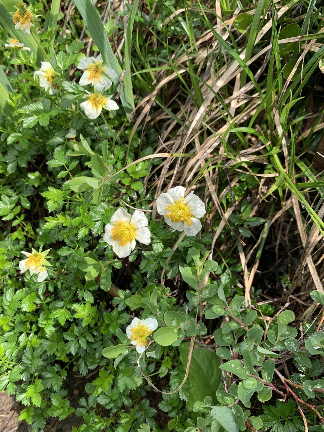 栂池自然園-2024-07-13 / TETさんの白馬岳・小蓮華山の活動データ | YAMAP / ヤマップ