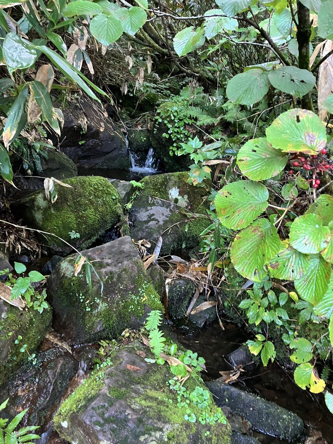 Yamameさんの投稿したフィールドメモ | YAMAP / ヤマップ