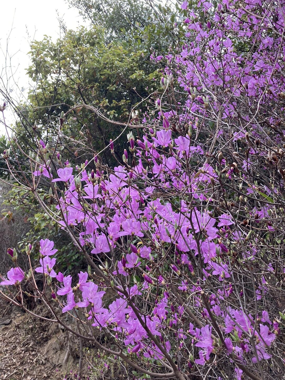 六甲全山縦走 降雨コールド負け / you-ki ゆうきさんの六甲山・長峰山・摩耶山の活動データ | YAMAP / ヤマップ