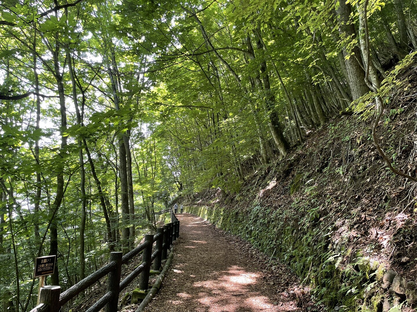 【熊に遭遇‼︎奥多摩縦走（後半）】都民の森〜三頭山〜御前山〜大岳山〜御嶽山〜日の出山〜武蔵五日市駅 三頭山・槇寄山・土俵岳の写真2枚目