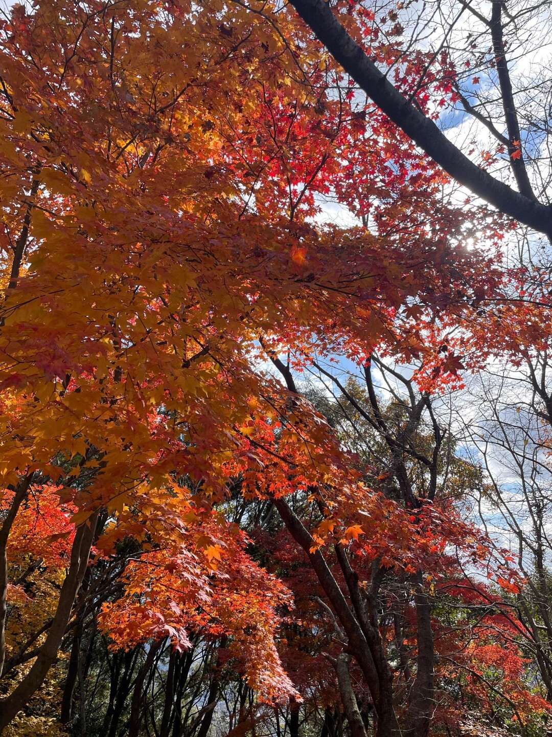 権現山・阿武山・北阿武山 / sho-_-jiさんの阿武山・野登呂山の活動日記 | YAMAP / ヤマップ