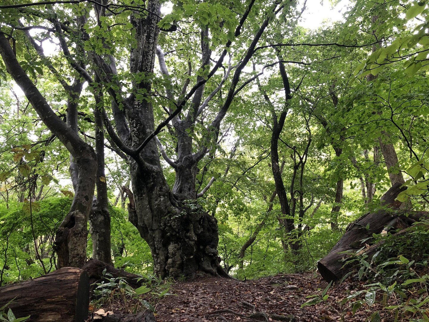 梵珠山（青森市・五所川原市） / スノー@ystさんの梵珠山の活動データ | YAMAP / ヤマップ