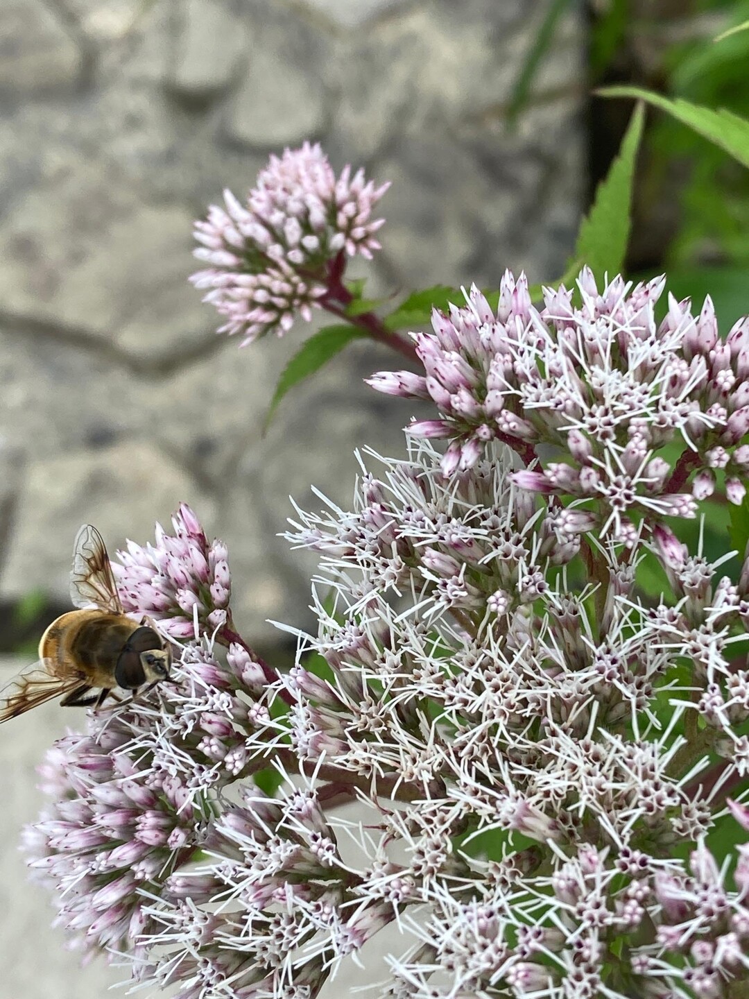富士見台 / Toyoさんの恵那山・大判山・神坂山の活動データ | YAMAP / ヤマップ