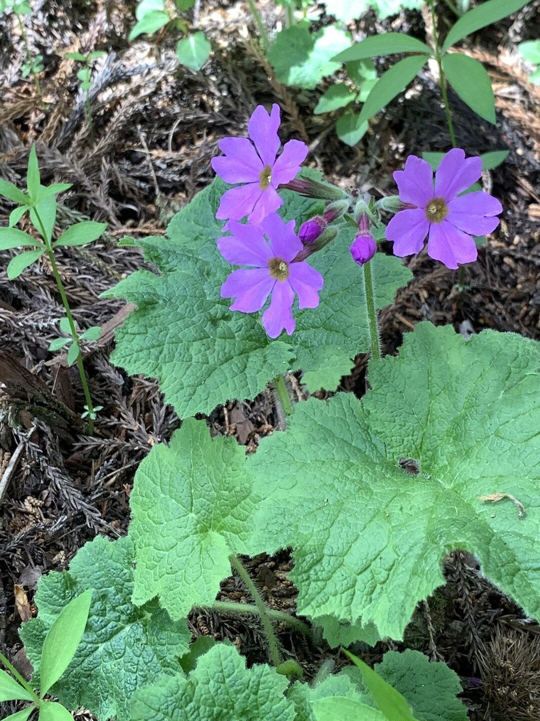 世界にココだけカッコソウ 鳴神山（桐生岳） / riecoさんの鳴神山・吾妻山の活動データ | YAMAP / ヤマップ
