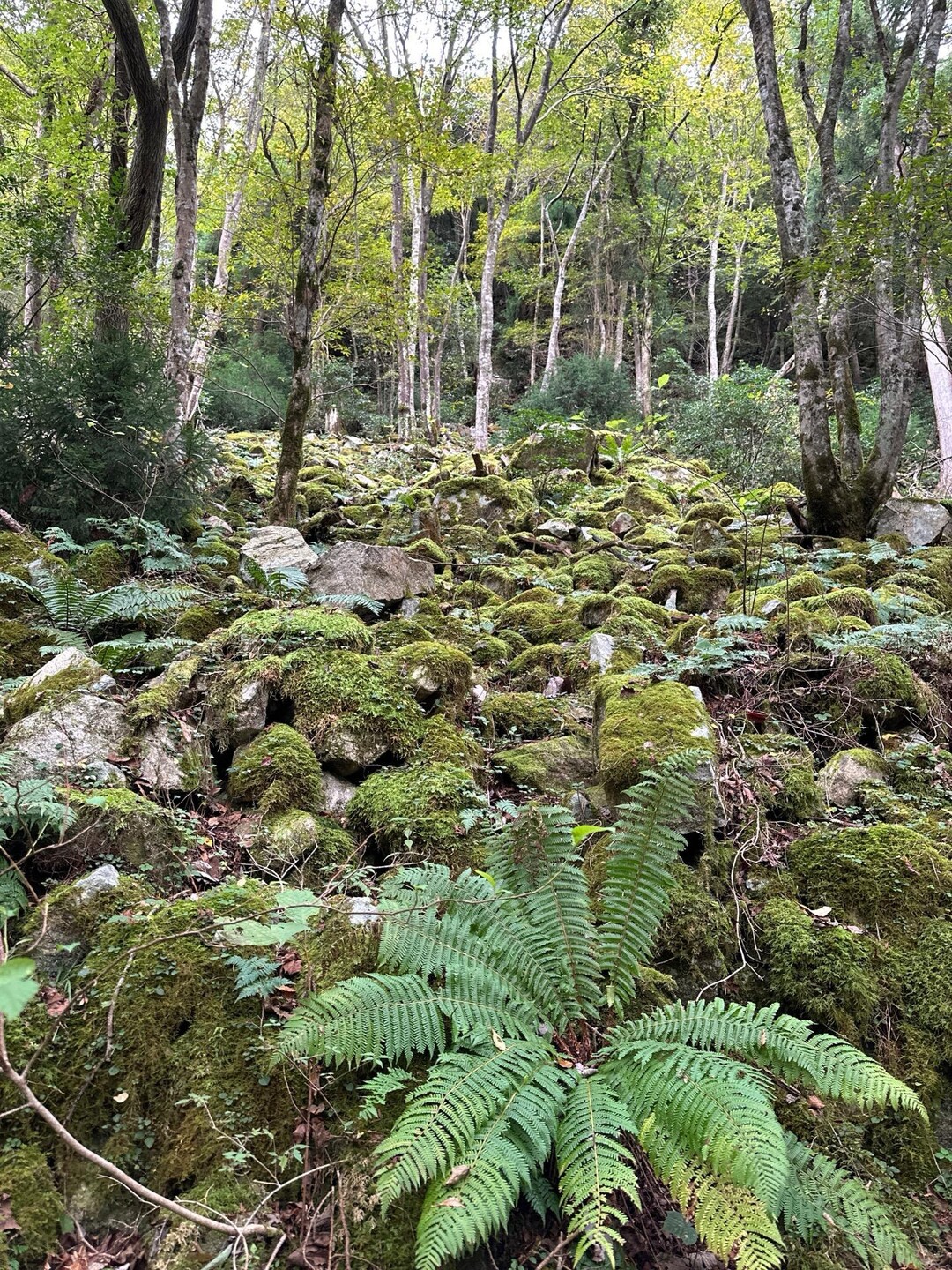 銚子ケ口登山口〜銚子ヶ口東嶺・銚子ヶ口・銚子ヶ口西峰 / Senさんの日本コバの活動データ | YAMAP / ヤマップ
